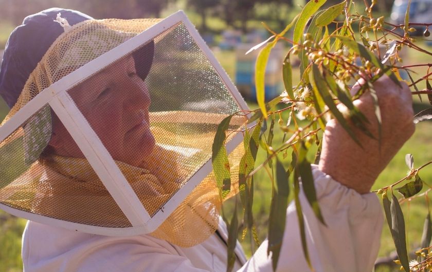 How to become a beekeeper in Australia | Capilano Honey