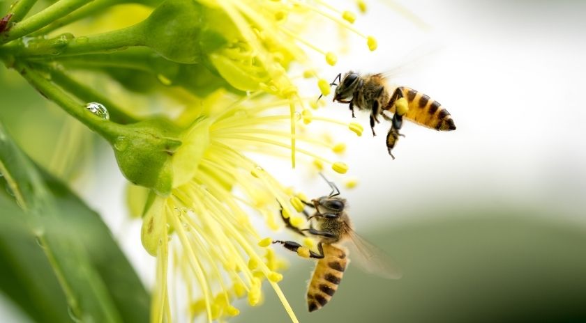 How to Create a Bee-Friendly Garden | Capilano Honey