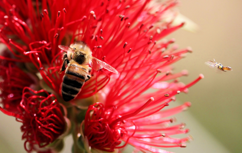 Learning Centre | Capilano Honey